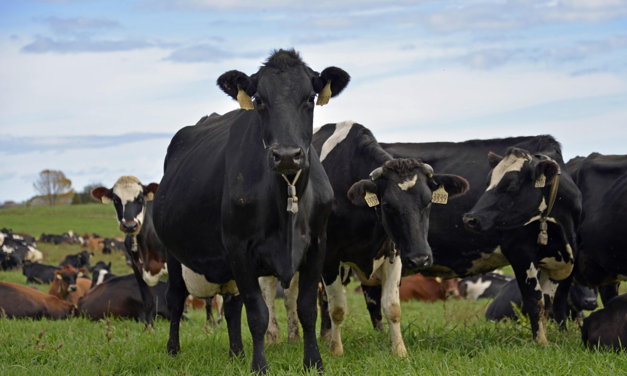 At Saxon Homestead Farm we are “passionate about pasture” – Saxon ...