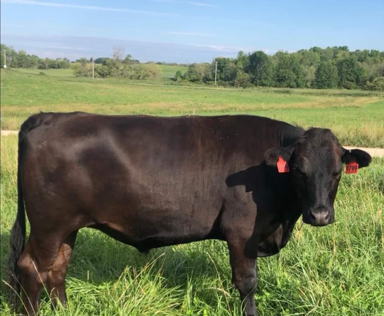 About Our Beef – Saxon Homestead Farm